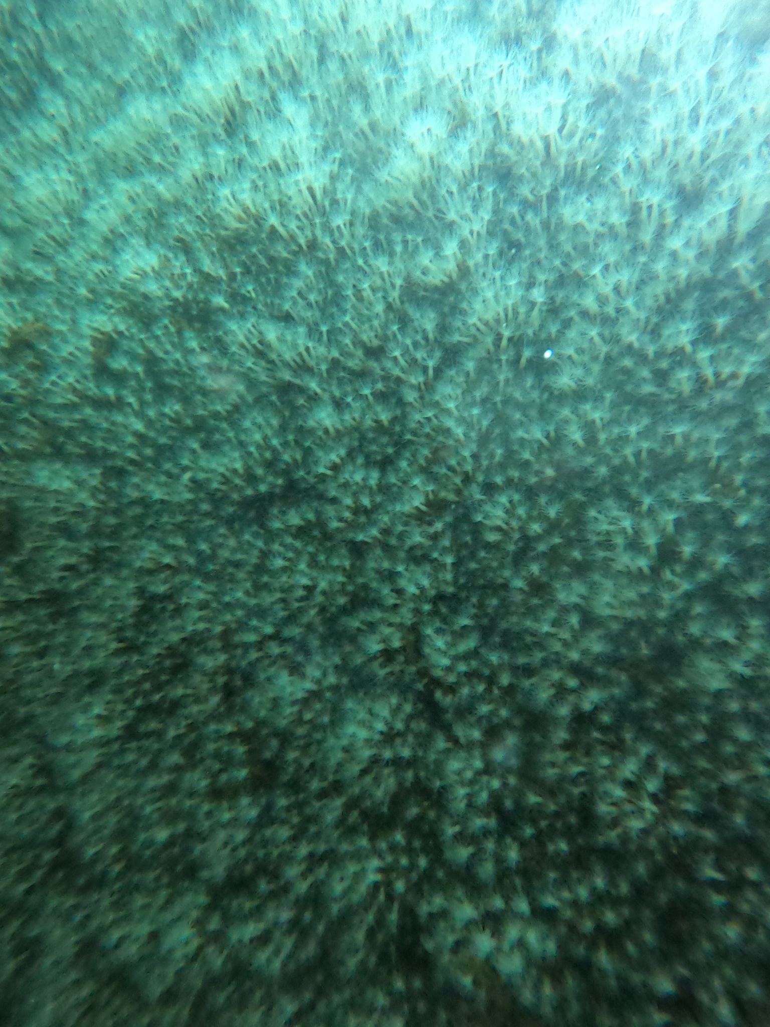 Edwardsiella lineata (Verrill, 1873)