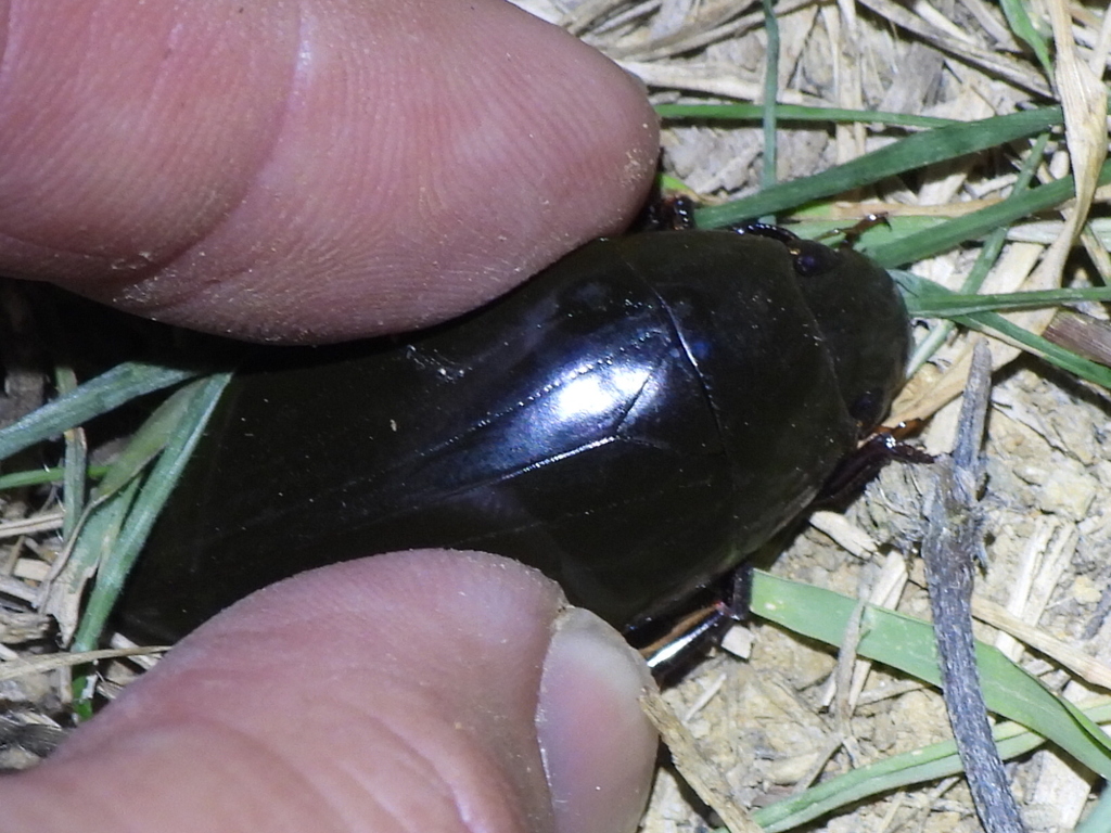 Giant Water Scavenger Beetle from Flower Mound, TX, USA on June 20 ...
