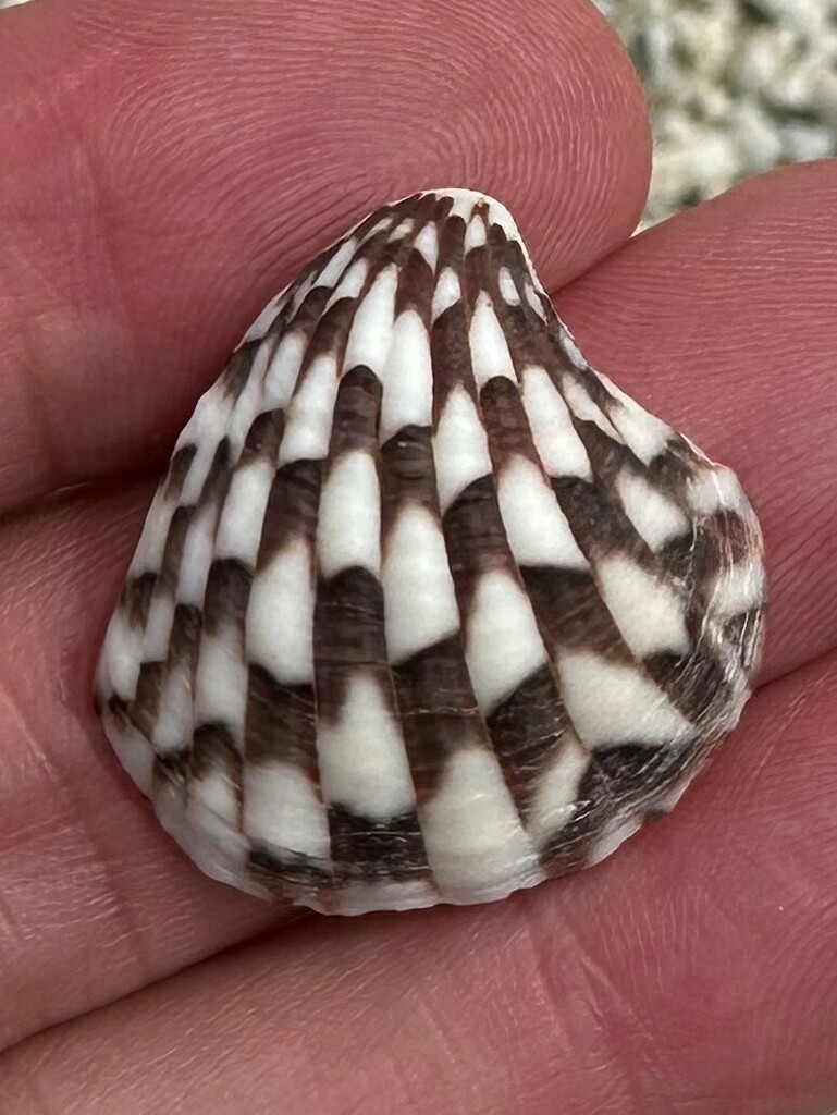 Strophocardia megastropha from Genovesa, Ecuador on June 5, 2023 at 02: ...