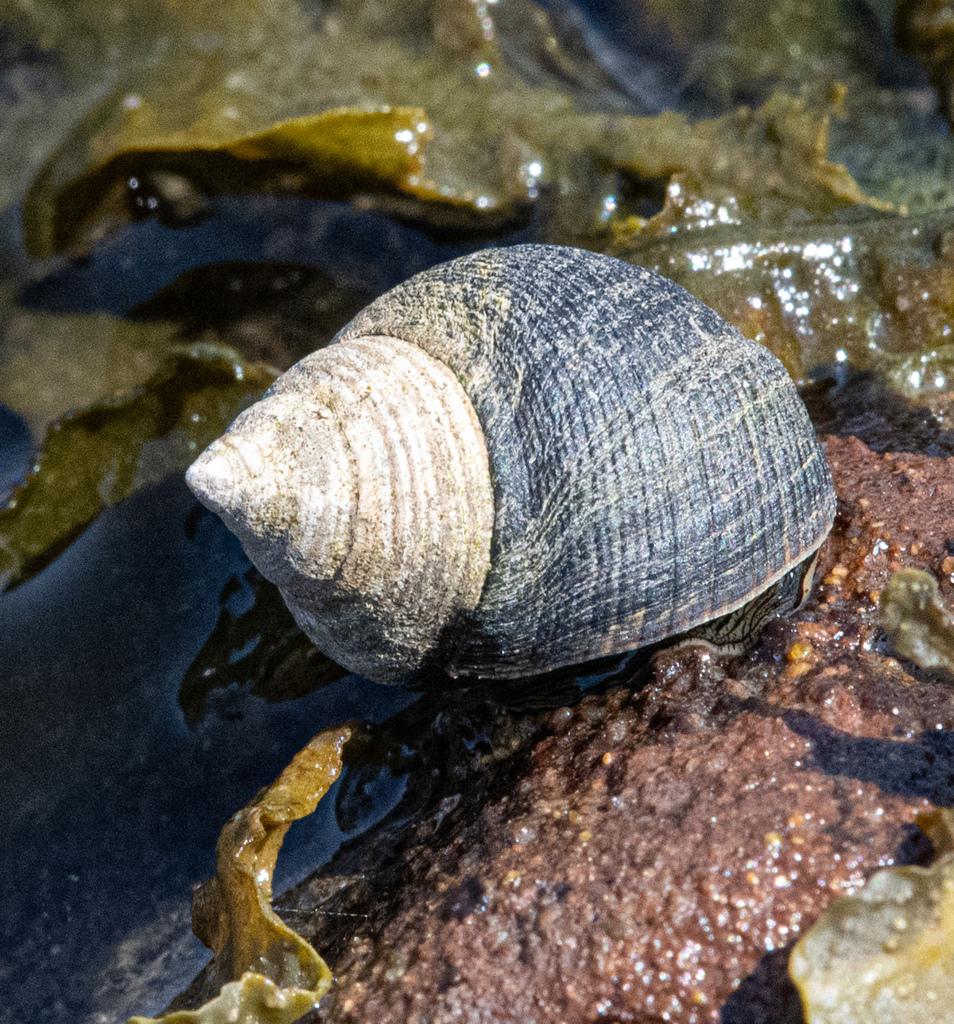Littorina from Highland Council, UK on June 7, 2023 at 12:08 PM by ...