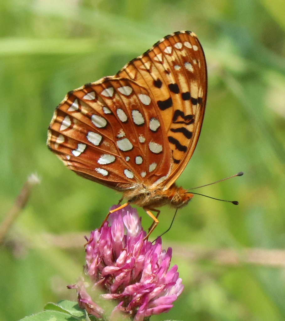 Aphrodite Fritillary from Queen pump station rd area PA USA on June 21 ...