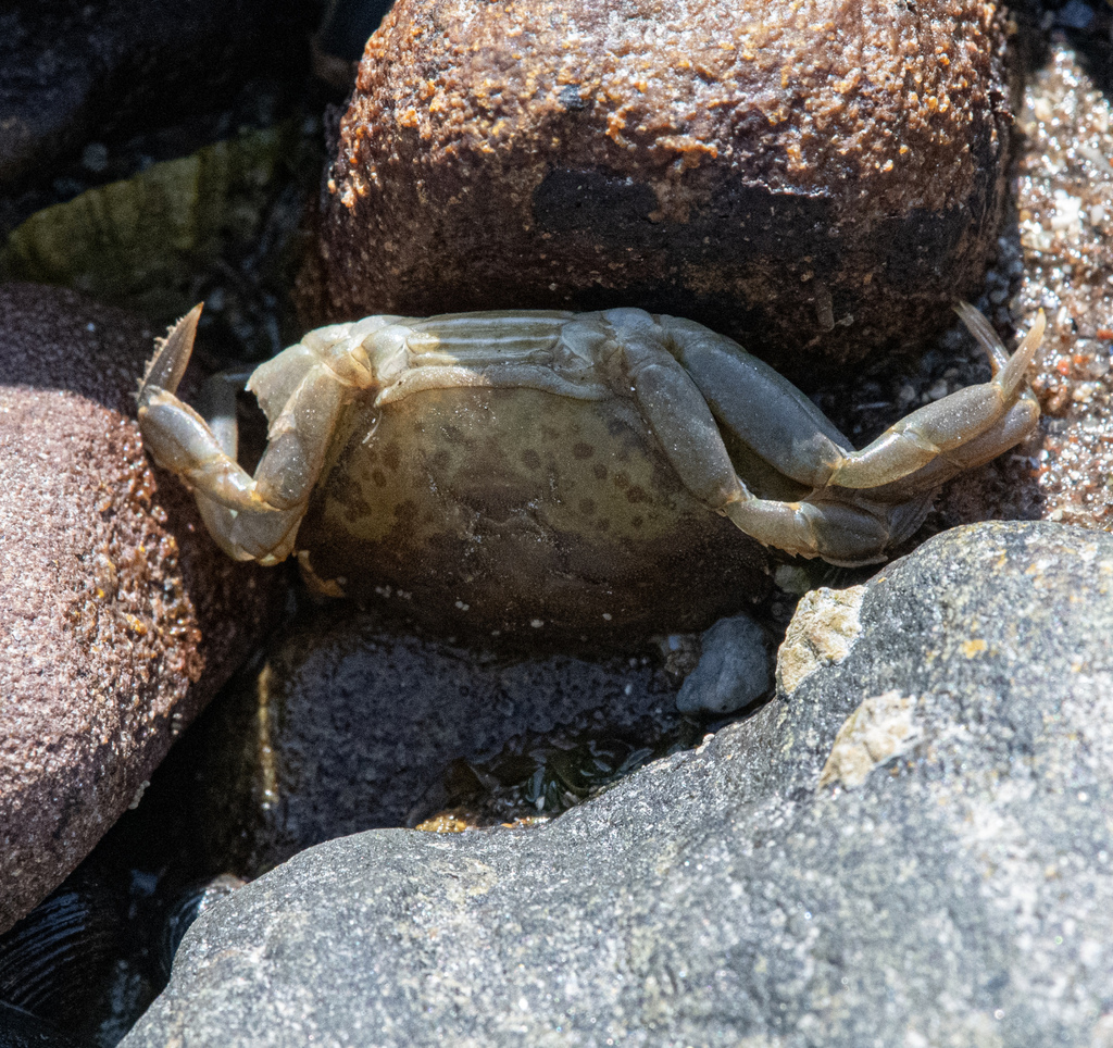 European Green Crab from Highland Council, UK on June 7, 2023 at 12:10 ...