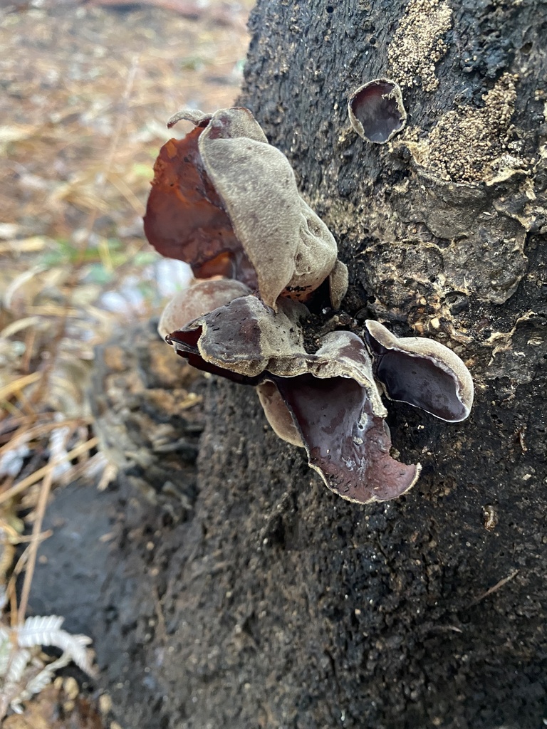Ear fungus from Greville Reserve, Auckland, Auckland, NZ on June 22 ...