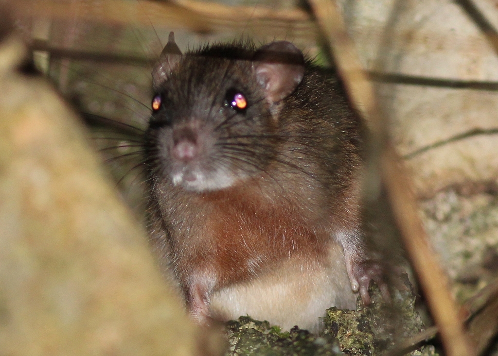 Philippine Forest Rat (Rattus everetti) - Know Your Mammals