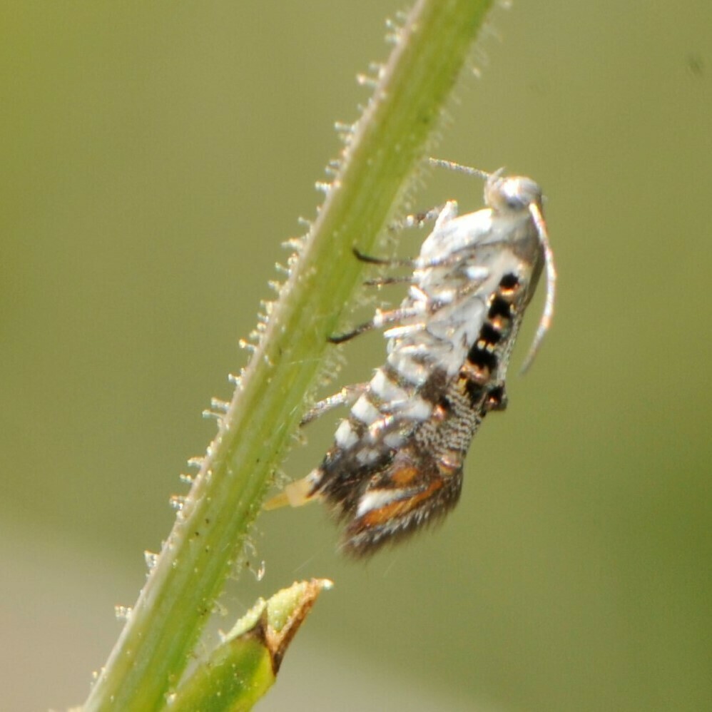 Jewel-studded Sand Verbena Sun Moth in June 2023 by Elliott Gordon ...