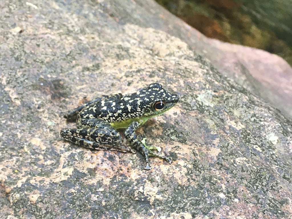 Mindanao Splash Frog from Paranas, Samar, Philippines on May 18, 2023 ...