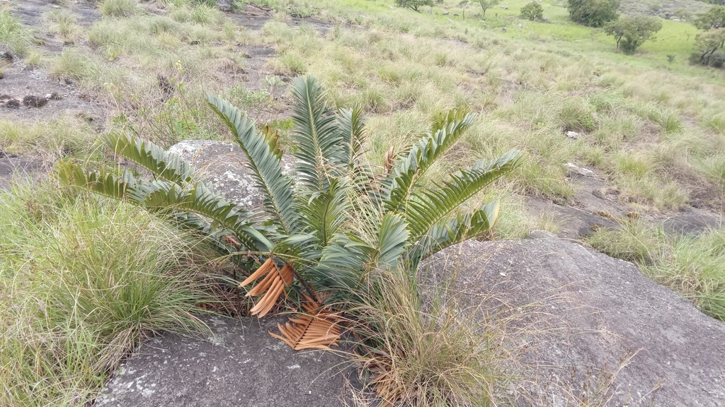 Encephalartos turneri in December 2018 by Werner Conradie · iNaturalist