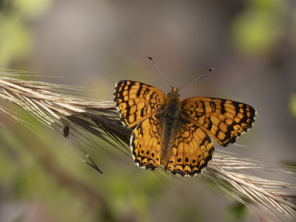Mylitta Crescent from San Diego County, CA, USA on June 21, 2023 at 09: ...