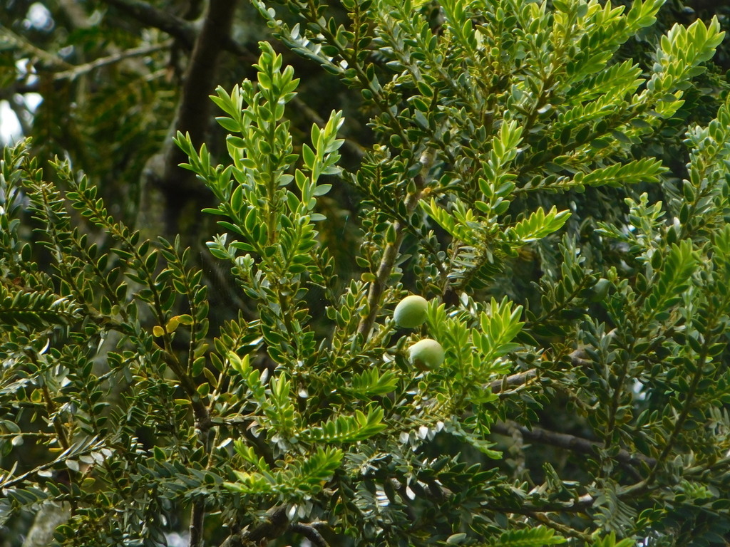 Retrophyllum rospigliosii from Mirador Los Nevados, Bogotá, Colombia on ...