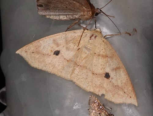 Cirsodes bella · iNaturalist
