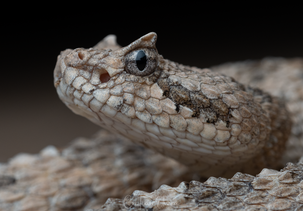 Sidewinder in March 2020 by Cristian Olvera · iNaturalist
