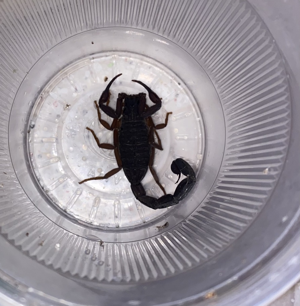 Slender Brown Scorpion from Primero de Mayo, Agua Dulce, VER, MX on ...