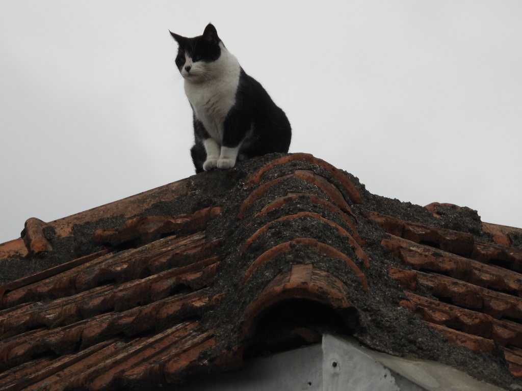 Domestic Cat from Concepcion, Bío Bío, Chile on June 21, 2023 at 02:41 ...
