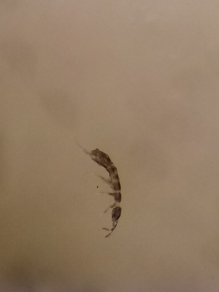 Smooth Springtails from Duvauchelle, New Zealand on March 17, 2023 by ...