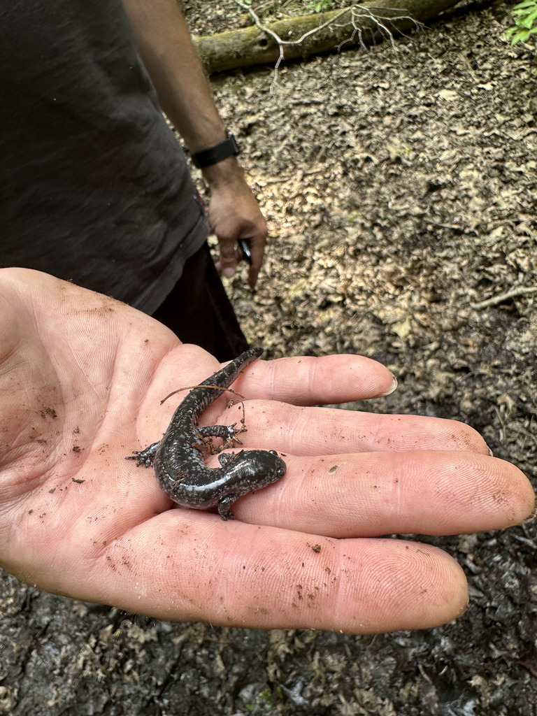 Small-mouthed Salamander in June 2023 by souiee · iNaturalist