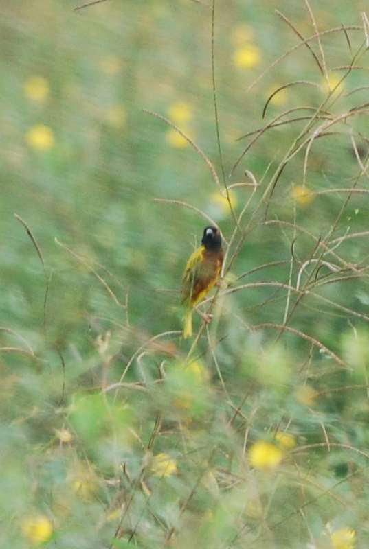 Golden-backed Weaver (Birds of Singapore) · iNaturalist