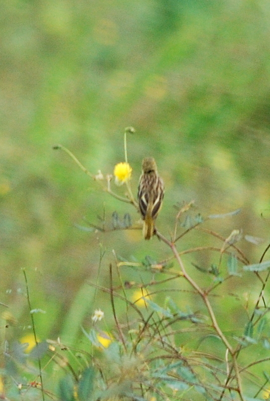 Golden-backed Weaver (Birds of Singapore) · iNaturalist