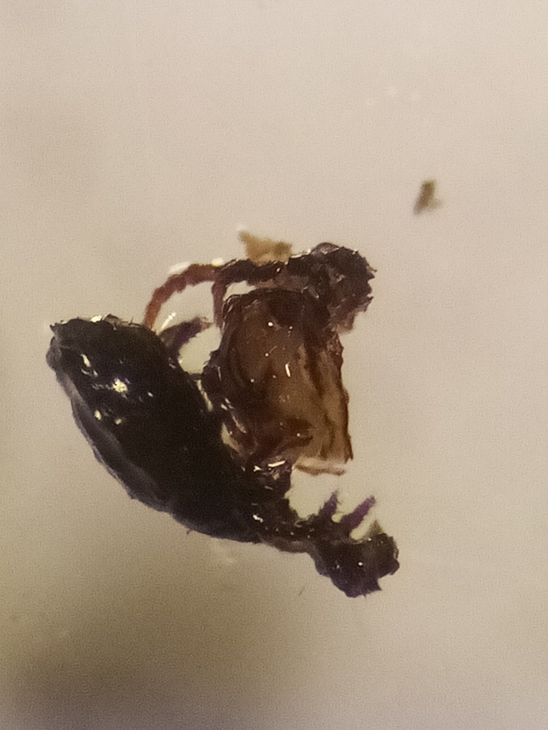 Mites and Ticks from Duvauchelle, New Zealand on March 17, 2023 by ...