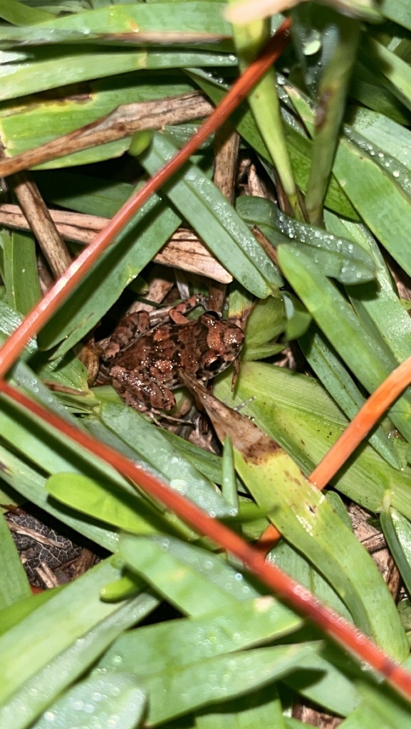 Greenhouse Frog from Victoria Dr, Dunedin, FL, US on June 21, 2023 at ...