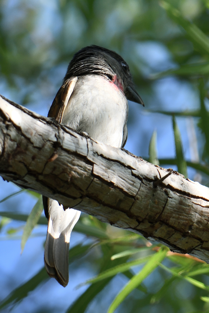 Rose-throated Becard from Bustamante, N.L., México on June 13, 2023 at ...