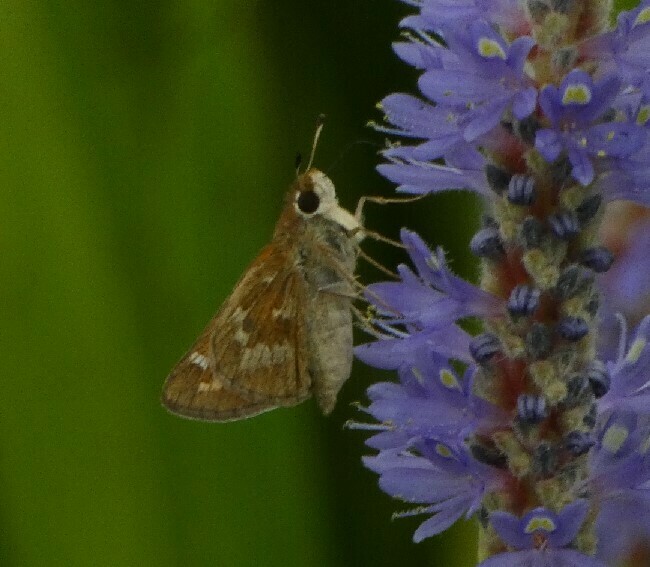 Huron Sachem from Florida, Orange, William Beardall Tosohatchee ...