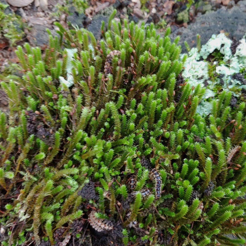 smooth hook moss from Dekalb County, GA, USA on June 21, 2023 at 10:23 ...