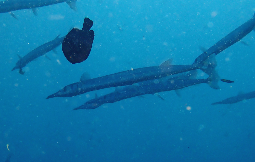 Stout Longtom from Sunshine Coast QLD, Australia on March 28, 2023 at ...