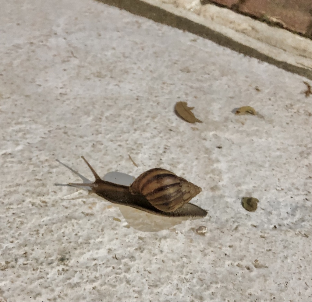 African Giant Snail from Rua Expedicionário Francisco Borges Silva ...