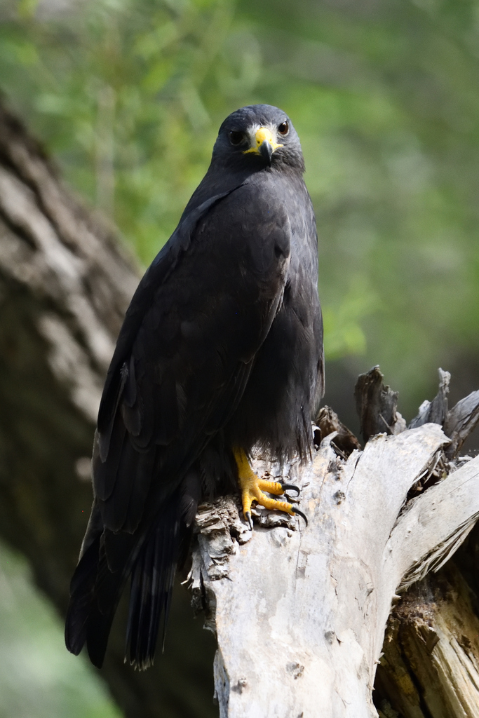 Zone-tailed Hawk from Bustamante, N.L., México on June 14, 2023 at 08: ...