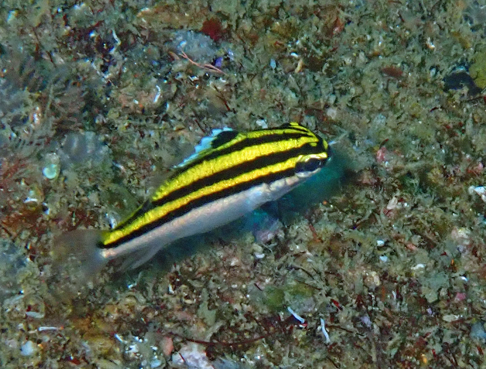 Bridled Monocle Bream from Sunshine Coast QLD, Australia on June 1 ...