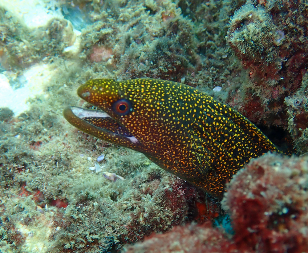 Stout Moray from Sunshine Coast QLD, Australia on May 4, 2023 at 10:49 ...