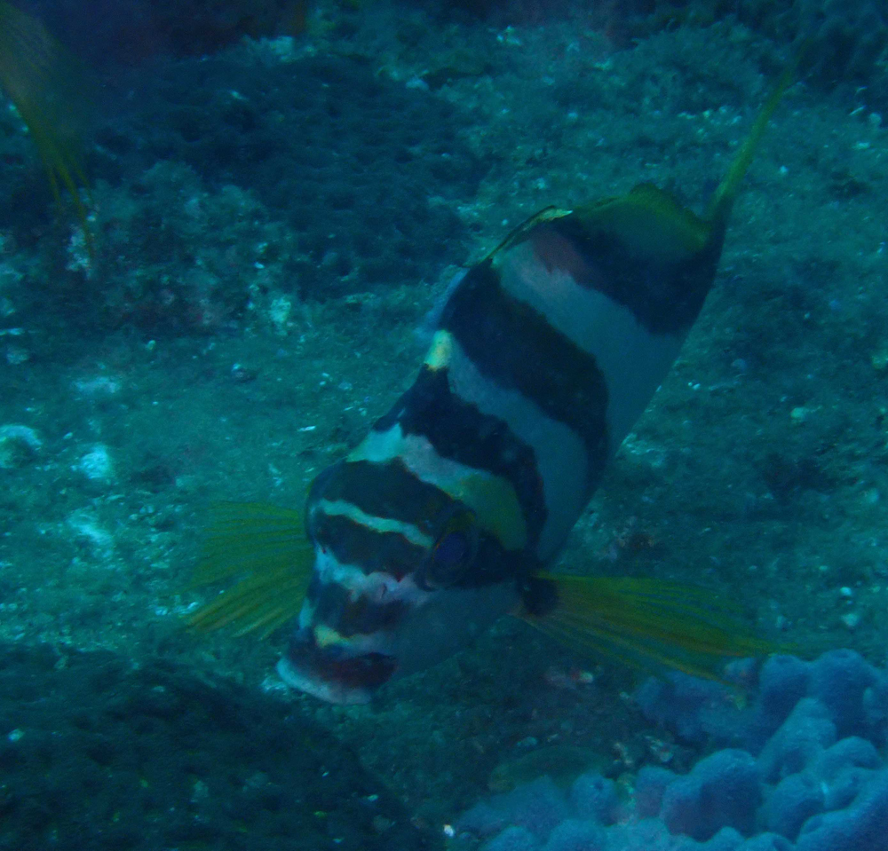 Eastern Morwong from Sunshine Coast QLD, Australia on October 18, 2021 ...