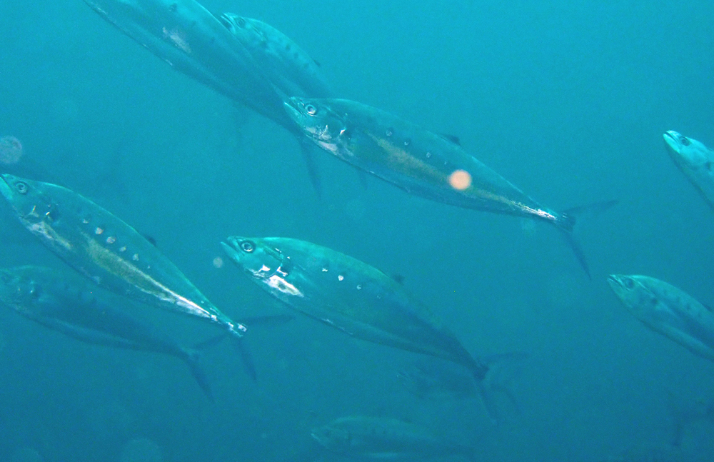 Needleskin Queenfish from Sunshine Coast QLD, Australia on March 10 ...