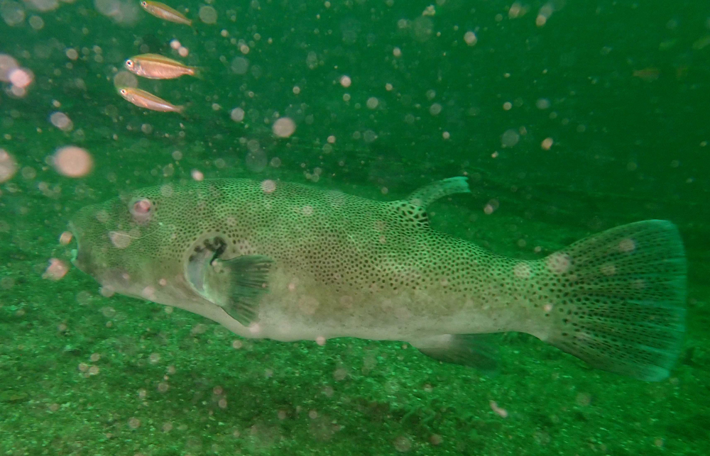 Starry Puffer from Sunshine Coast QLD, Australia on March 22, 2022 at ...