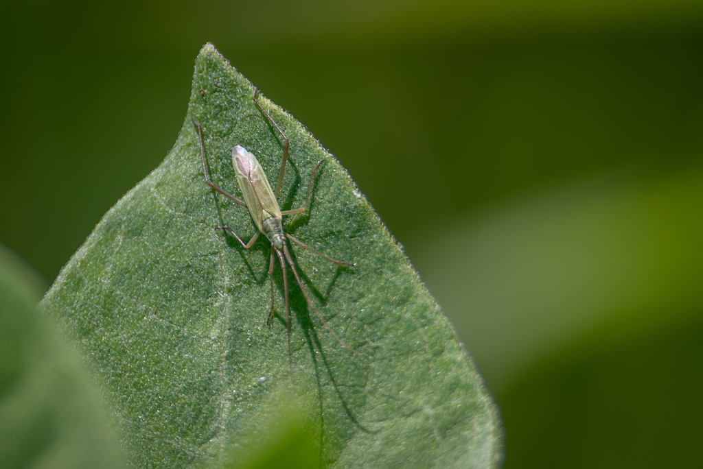Stenodemini from Bayview Woods-Steeles, Toronto, ON, Canada on June 20 ...