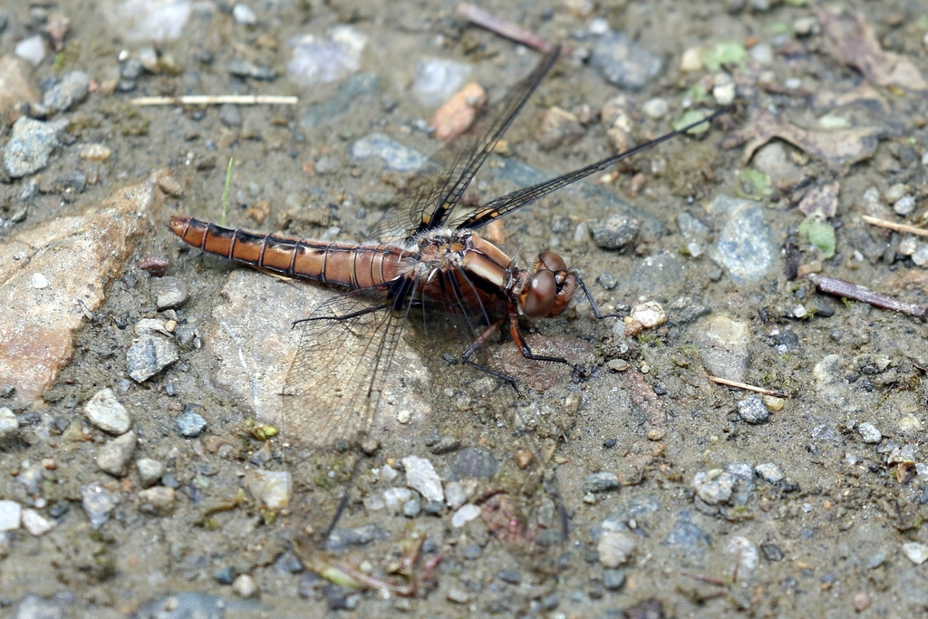 Chalk-fronted Corporal from Golf Links Rd, Colebrook, NH 03576, USA on ...