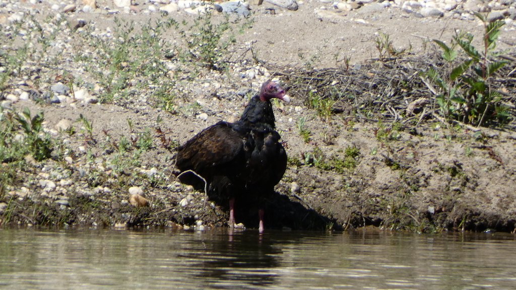 Turkey Vulture from Nevada County, CA, USA on June 19, 2023 at 03:53 PM ...