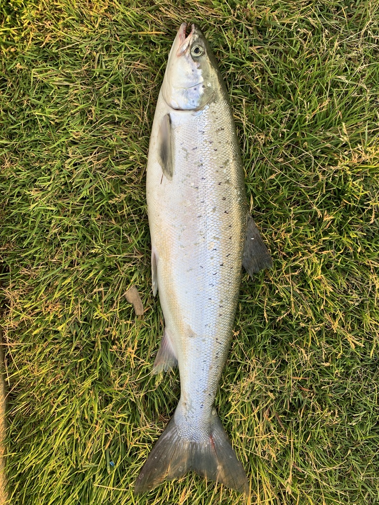 Atlantic Salmon in June 2023 by Andrew Brinker · iNaturalist