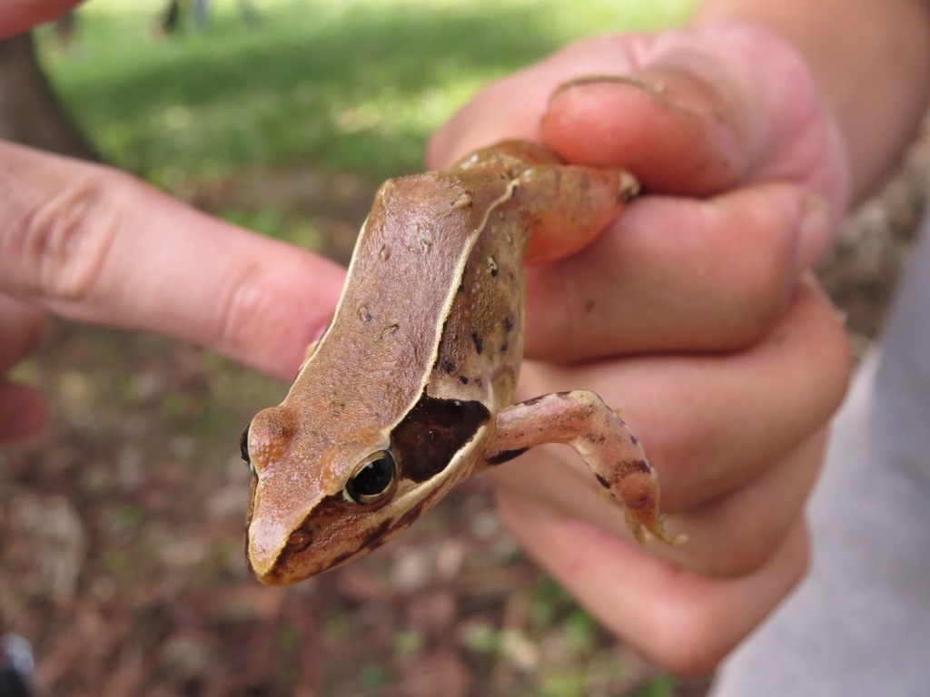 Japanese Brown Frog from 日本、〒190-0141 東京都あきる野市横沢 on September 13, 2017 ...