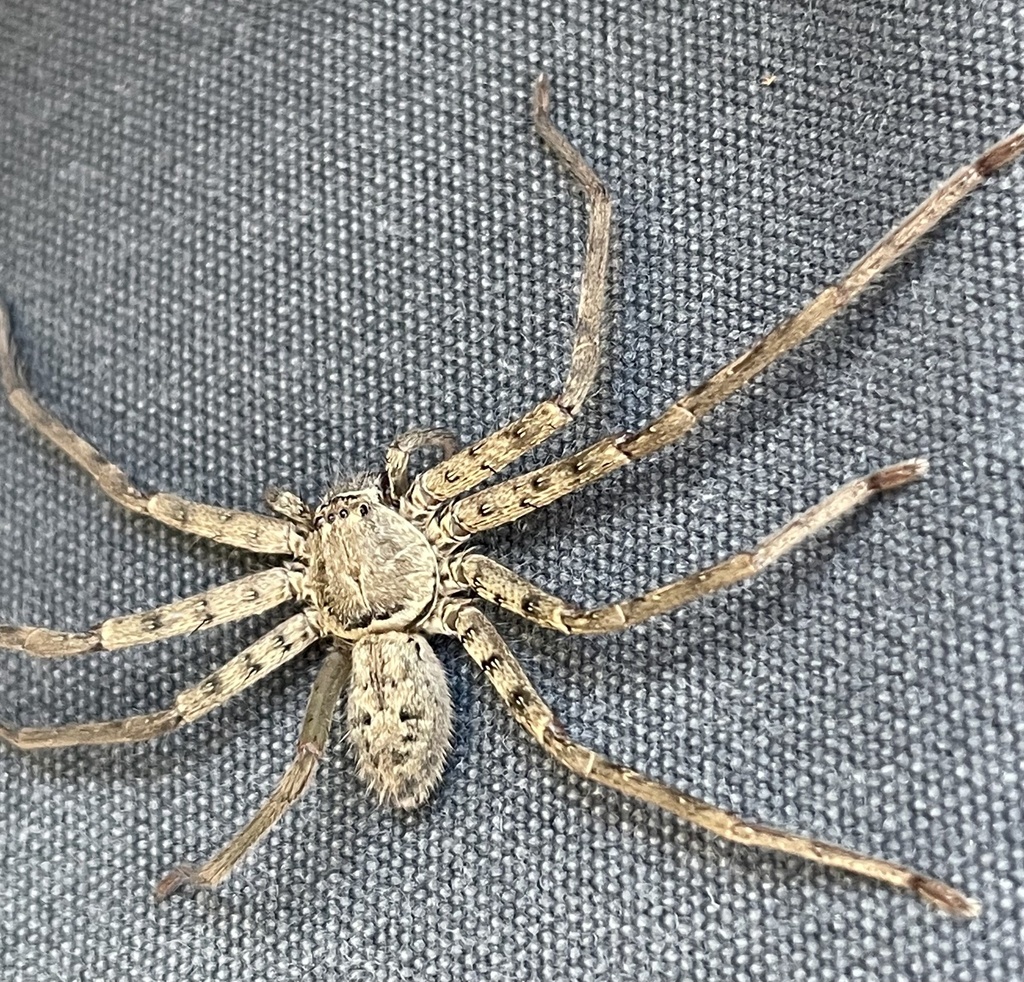 Giant Huntsman Spiders from Dotswood, QLD, AU on June 22, 2023 at 12:10 ...