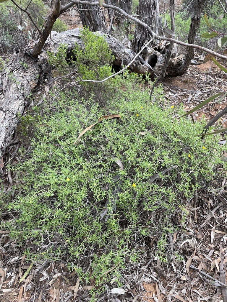 Shrubby Twinleaf from Clements Gap SA 5523, Australia on June 11, 2023 ...