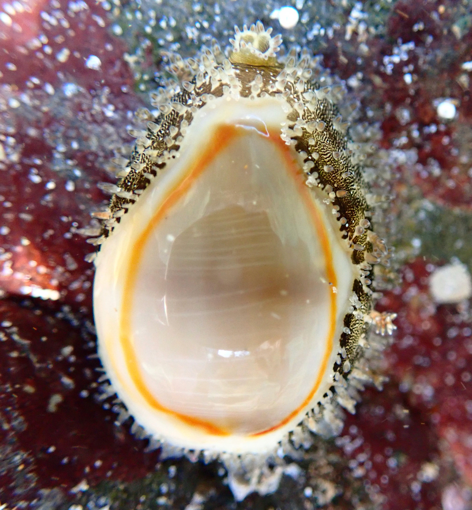 Gold Ring Cowry from Burleigh Heads Rock Pools QLD, Australia on June ...