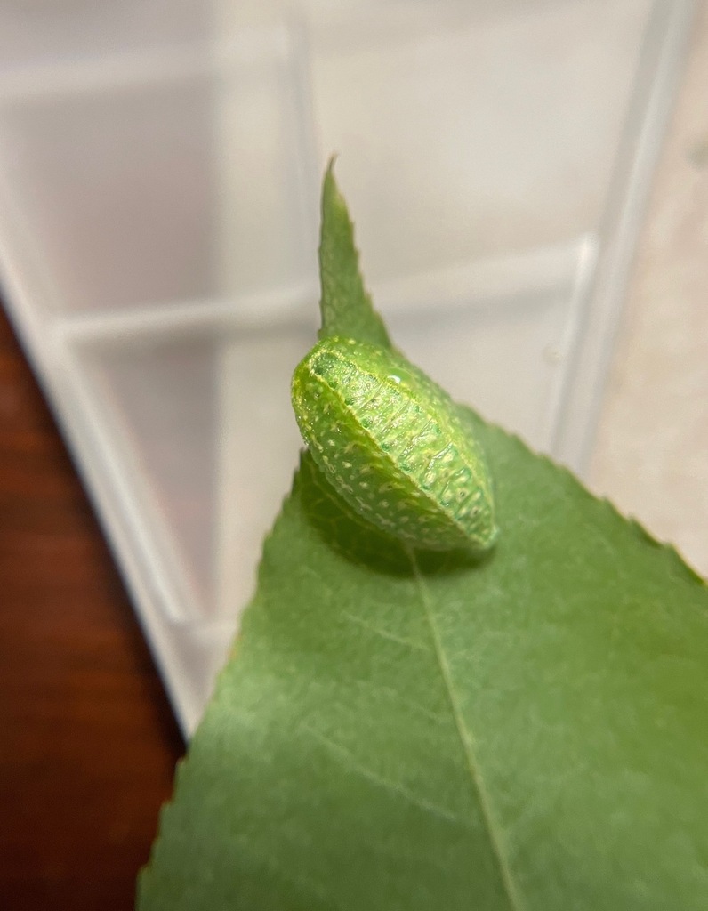 Yellow-shouldered Slug Moth from Lyndeborough, NH, USA on September 13 ...