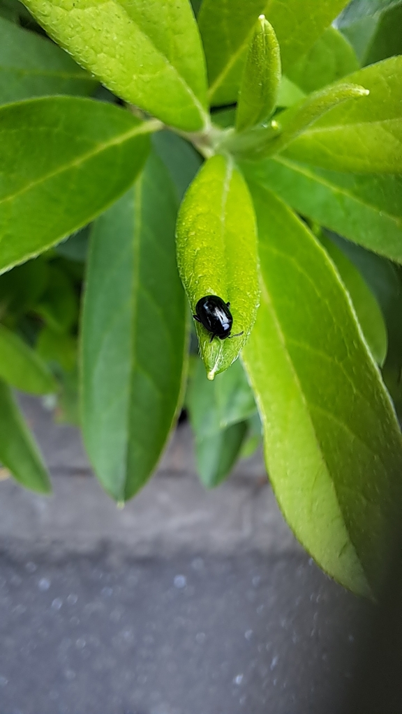Nonarthra cyanea from 日本、〒100-0014 東京都千代田区永田町 on June 21, 2023 at 12:52 ...