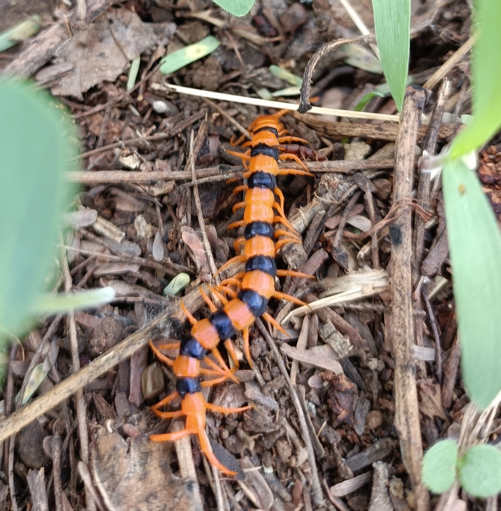 Indian Tiger Centipede from Reshamiya, Gujarat 363520, India on June 22 ...