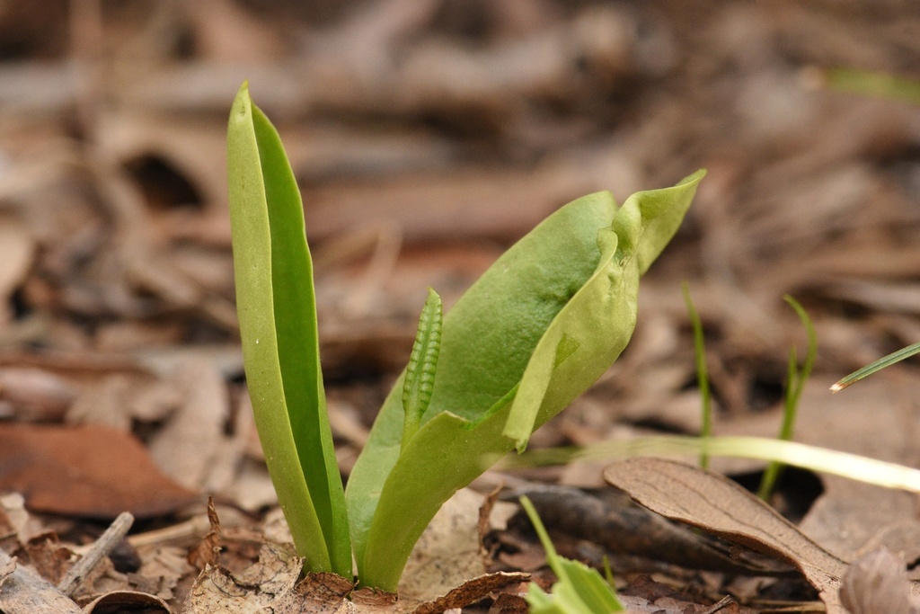 limestone adder's-tongue in March 2023 by Aidan Campos. Sterile blade ...