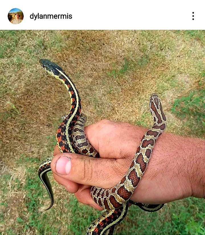 Prairie Kingsnake from Walker, KS 67674, USA on June 1, 2018 at 12:00 ...