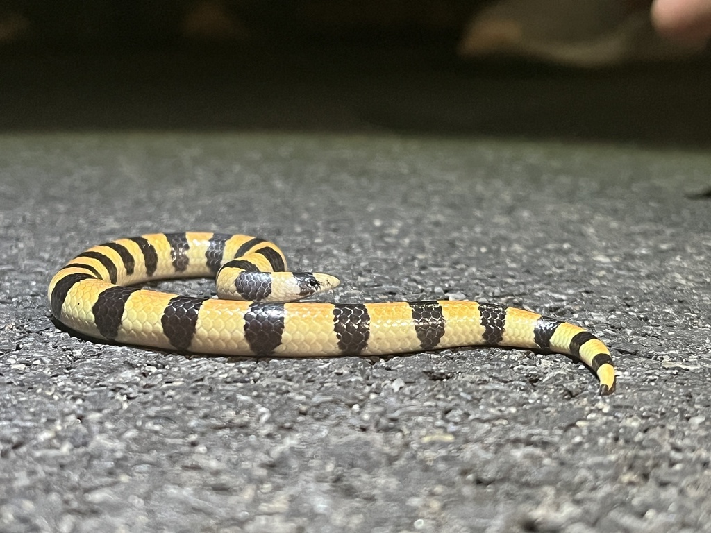 Banded Sand Snake from S Camino de la Canoa, Green Valley, AZ, US on ...
