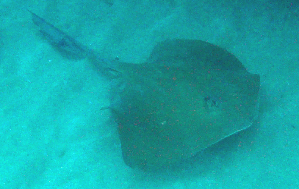 Broad Cowtail Stingray from Sunshine Coast QLD, Australia on January 21 ...