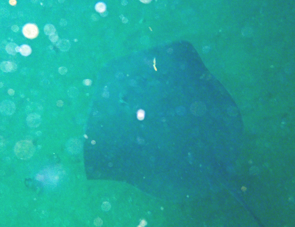 Common Whiptail Stingrays from Sunshine Coast QLD, Australia on March ...